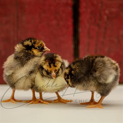 Golden Laced Wyandotte Chickens