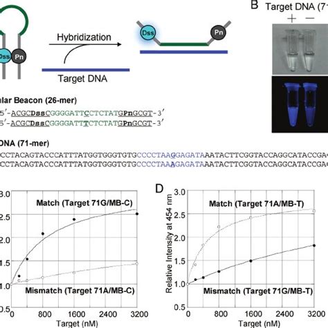 Scheme For A Target Dna Detection System Using Molecular Beacons Download Scientific Diagram
