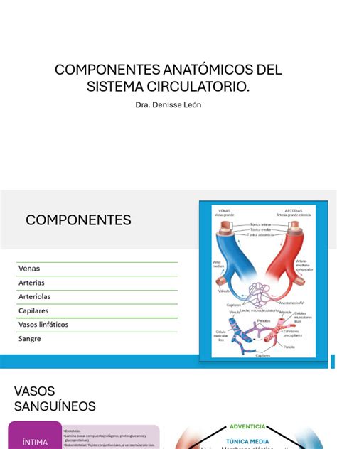 Componentes Del Sistema Circulatorio Pdf Capilar Vena