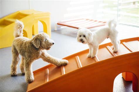 How To Socialize Your Puppy During Their First Year Dogtopia