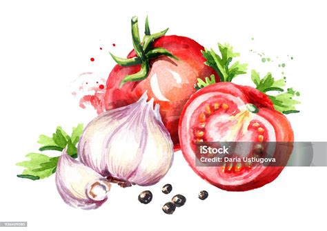 붉은 토마토와 젊은 마늘과 후추를 찢 어 흰색 배경에 고립 수채화 손으로 그린 그림 개체 그룹에 대한 스톡 벡터 아트 및 기타 이미지 개체 그룹 건강관리와 의술