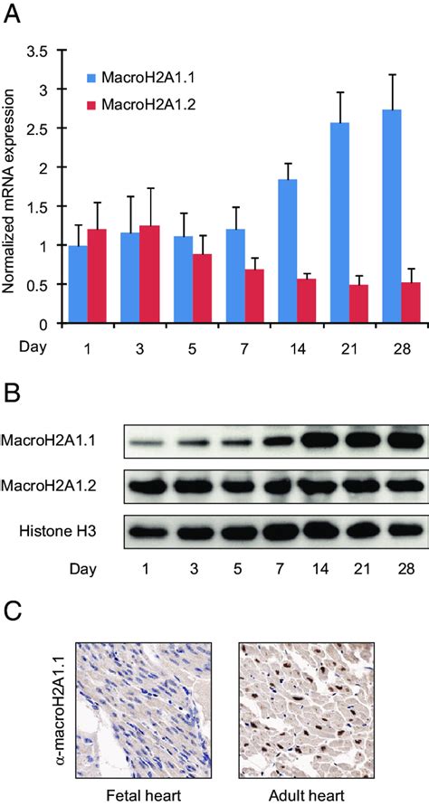 Opposing Regulation Of Macroh2a1 Splice Variants Over The Course Of Download Scientific Diagram