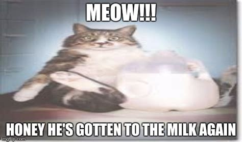 Fat Milk Cat Imgflip