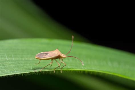 Premium Photo Close Up Of Brown Assassin Bug On Leaf Against Black