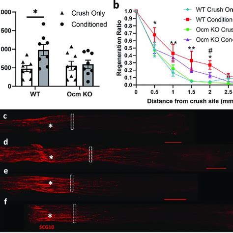 L5 Drg Explants From Both Wt And Ocm Ko Mice Exhibited A Cl Response At