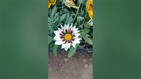 Beautiful Dhaliya Flower 🌼 Youtube