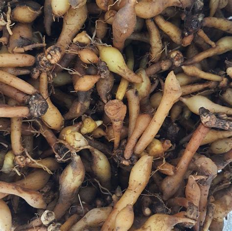 ขายหัวกระชายขาว ข่า ตะไคร้ ใบมะกรูด เก็บเงินปลายทาง