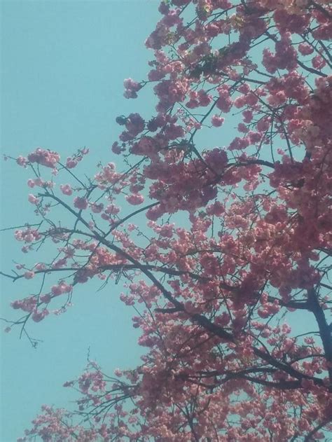 大理古城梅花開 每日頭條