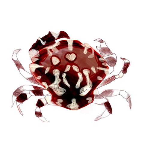 Sea Cucumber Crab On Behance