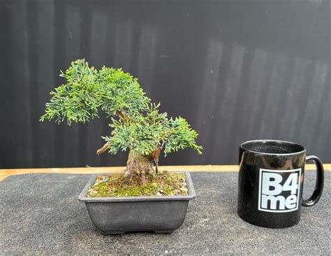Juniperus Chinensis Shimpaku Shimpaku Juniper Bonsai Bonsai4me