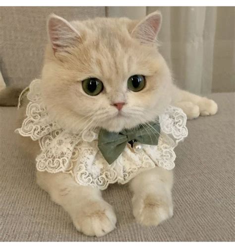고양이 코스튬 강이지 코스프레 반려동물 할로윈 가을옷 모자 교복 메이드복 여성 애견의류 티몬
