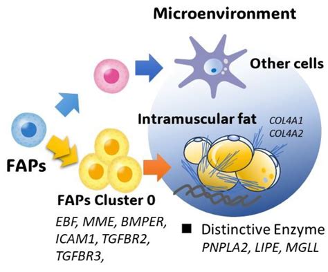 Single Nucleus Rna Sequencing Reveals Muscle Region Specific