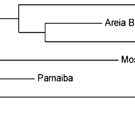 Dendrogram Of Morphological Proximity By The Neighbor Joining Method Download Scientific