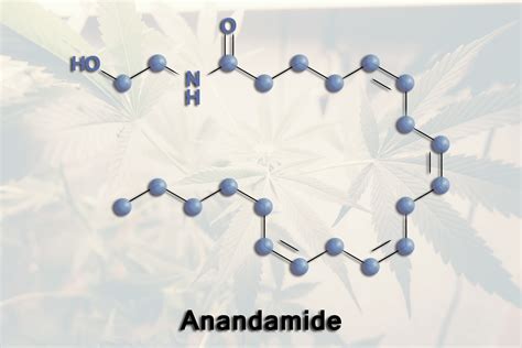 Anandamide The Natural Cannabinoid Your Body Produces Hopecbd