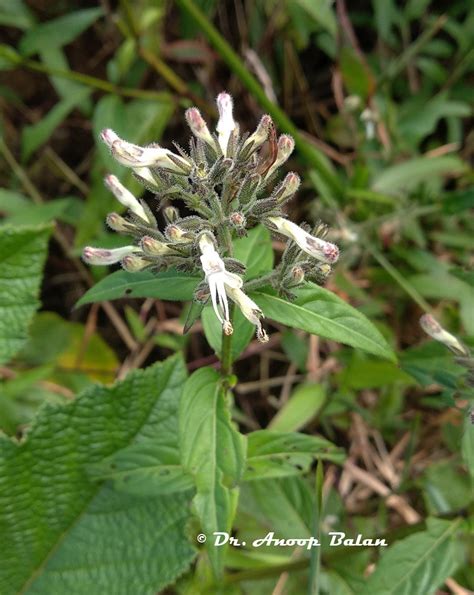 Andrographis Wall Ex Nees Plants Of The World Online Kew Science