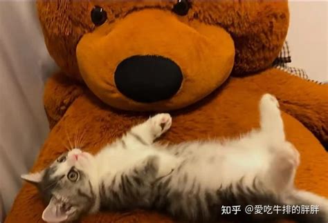 总有刁民想撸朕~ 知乎