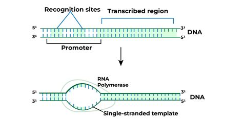 Transcription Of Dna Geeksforgeeks