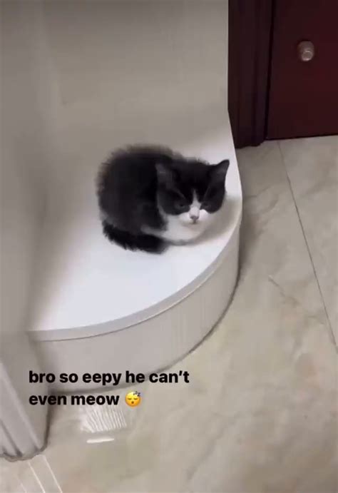 Bro So Eepy He Cant Meow Ifunny