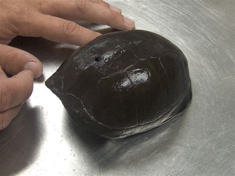 Box Turtle Carapace Historic Jamestowne