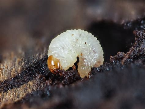 European Spruce Bark Beetle Identification Life Cycle Damage