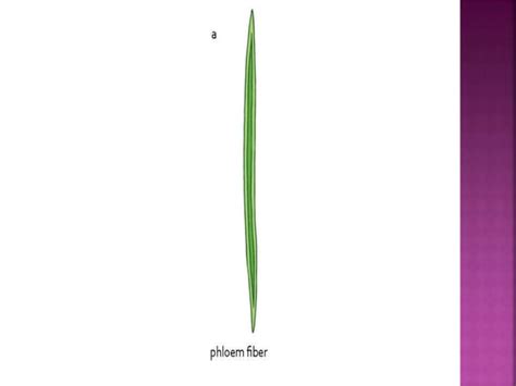 Basic Information About Phloem Structure Pptx
