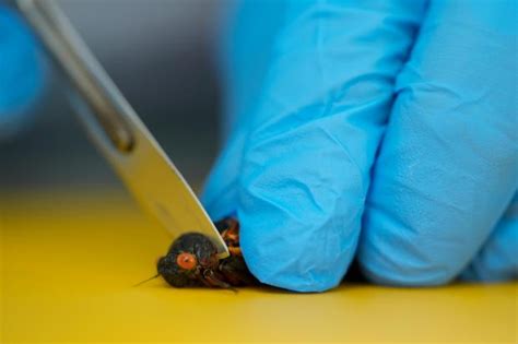 Collecting Sex Crazed Zombie Cicadas On Speed Scientists Track A Bug Controlling Super Sized