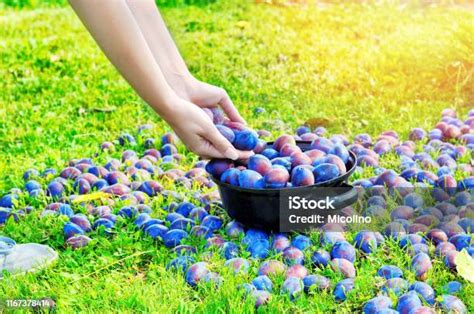 과수원에 푸른 자두로 가득 찬 나무 과수원에서 푸른 자두를 따는 여자의 손 매화 수확 갓 수확한 자두를 곁들인 농부들의 손 가을에 대한 스톡 사진 및 기타 이미지 Istock