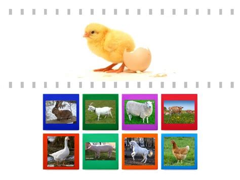 Домаће животиње и њихови младунци Find The Match