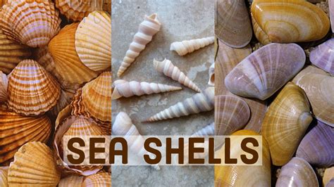 Sea Shells Uk Common Types Of Uk Sea Shells Pierdom