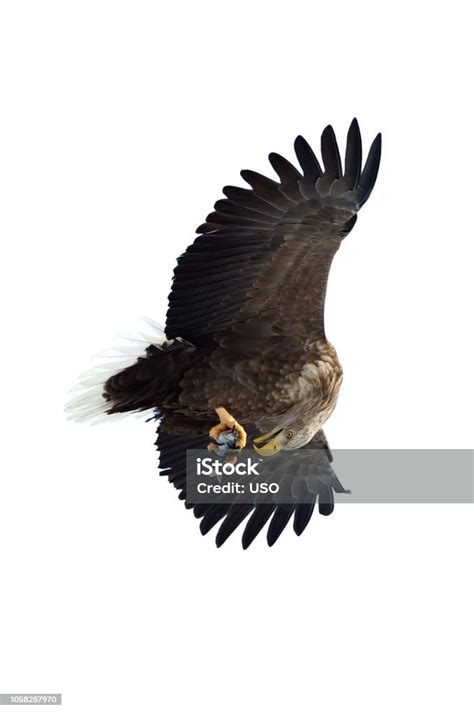 성인 흰 꼬리이 글 비행에서 물고기 흰색 배경에 고립 0명에 대한 스톡 사진 및 기타 이미지 0명 갈고리 발톱 꼬리 Istock