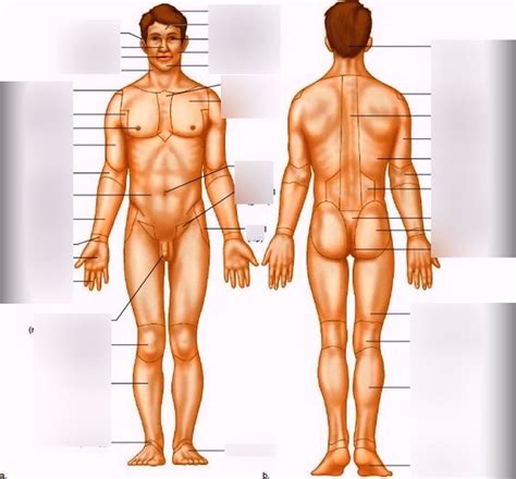 Naked Man Middle Of Body Front Diagram Quizlet