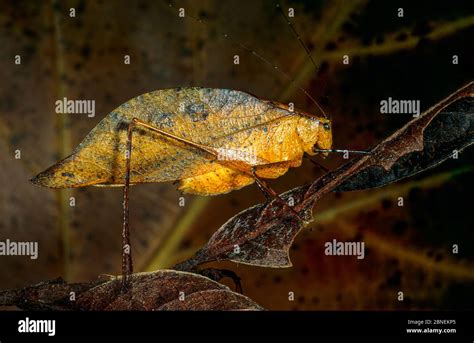 Leaf Mimic Katydid Species Undetermined In Rainforest Of Guatemala Near Lake Izabal Leaf Like