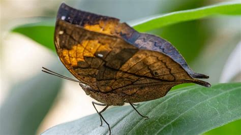 Witness Natures Artistry 12 Breathtaking Butterflies That Will Leave