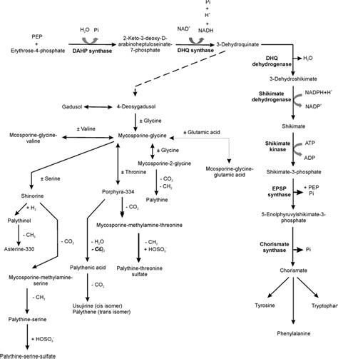 Shikimate Pathway For Maas Biosynthesis Adapted From Singh Et Al