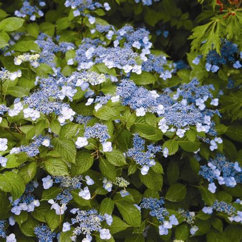 Blue Billow Hydrangea Van Wilgens Garden Center
