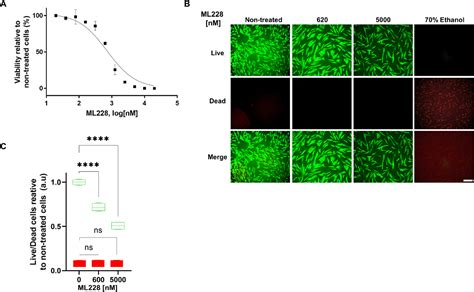 Enhancement Of Collagen I Levels In Human Gingival Fibroblasts By Small
