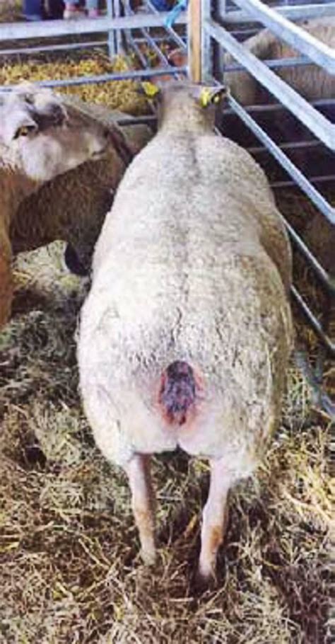 Correct Procedure For Tail Docking In Lambs Premium