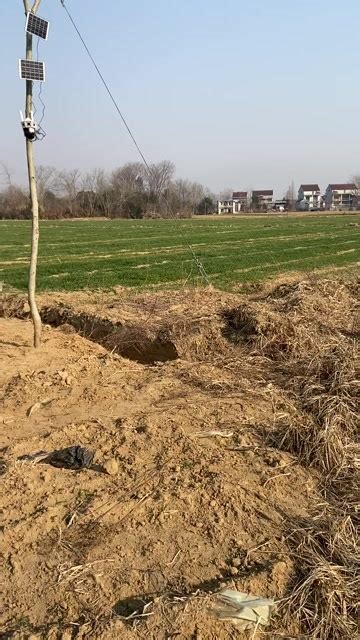 沙地适合种植什么作物？ 惠农网