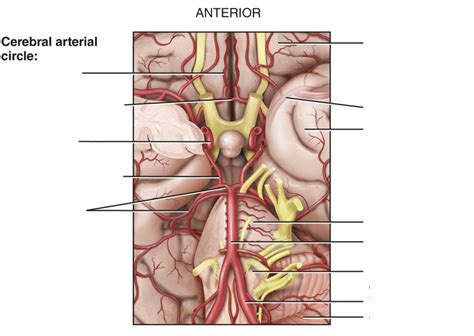 Aortic Arch And Its Branches 3 Diagram Quizlet