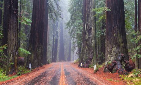Camping Worlds Guide To Rving Redwood National Park Camping World Blog