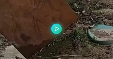 Bad A Layin Pipe Album On Imgur