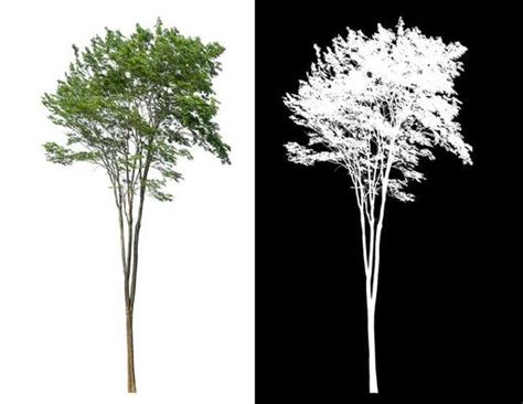 Tree Dxf Stock Photos Images And Backgrounds For Free Download