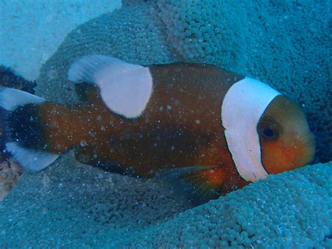 トウアカクマノミNo 875WEB生物図鑑魚類
