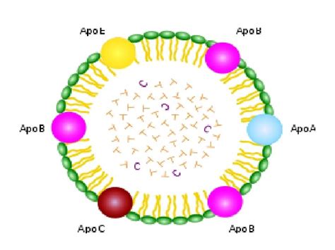 Lipoproteins Lipoproteins Lipoproteins Are Types Of Compound Lipids