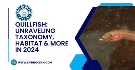 Do Jellyfish Have Genders Exploring Gender Differentiation In 2024