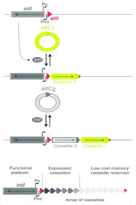 General Structure Of An Integron And The Gene Cassette Gc Download Scientific Diagram