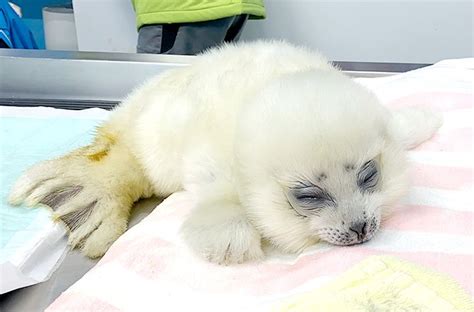 大阪・海遊館 Osakakaiyukan On X 可愛すぎる動物 アニマルキングダム 動物 かわいい