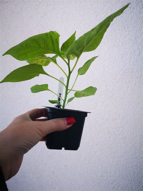 Habanero Chocolate Csoki Chili Paprika Palánta Palántafarm