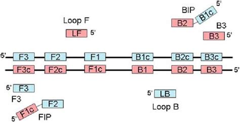 Figure 1 From Loop Mediated Isothermal Ampliﬁ Cation Lamp A Rapid Accurate And Cost