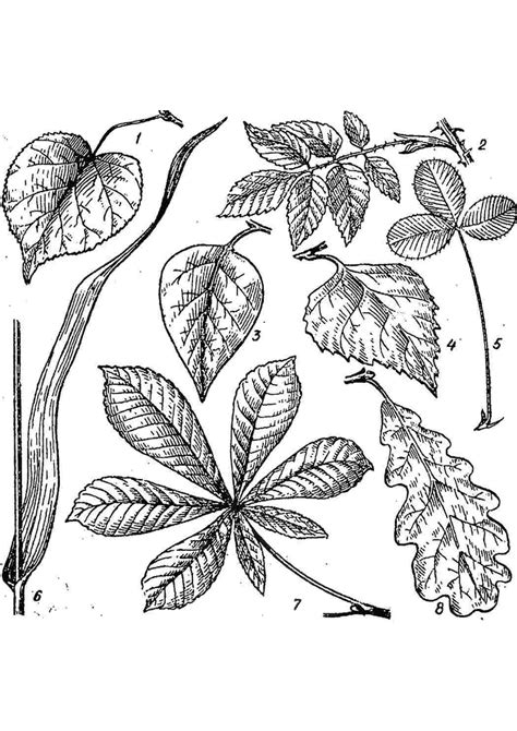 Раскраска листья деревьев листья деревьев Онлайн раскраска